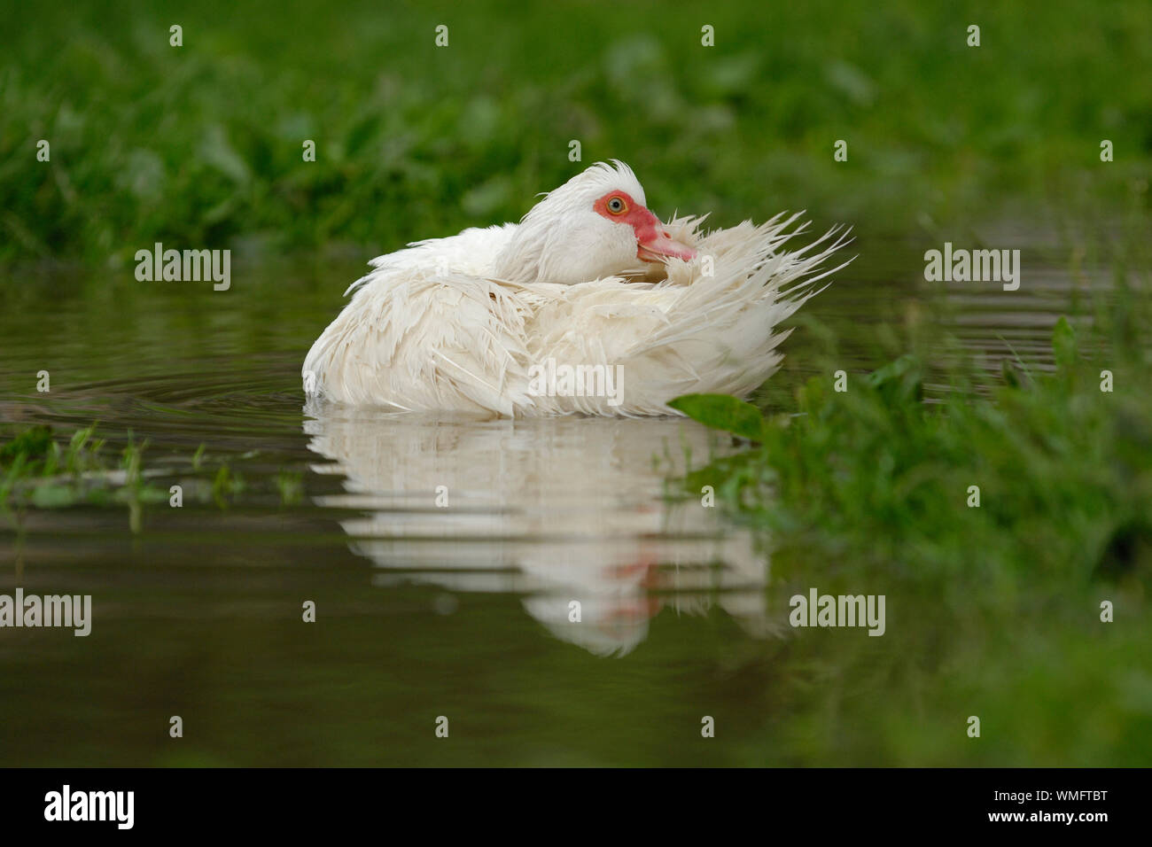 Domestic duck muscovy duck cairina -Fotos und -Bildmaterial in hoher ...