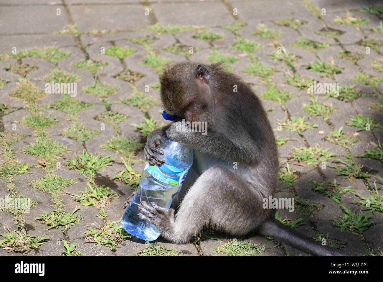 Affe und wasser -Fotos und -Bildmaterial in hoher Auflösung – Alamy