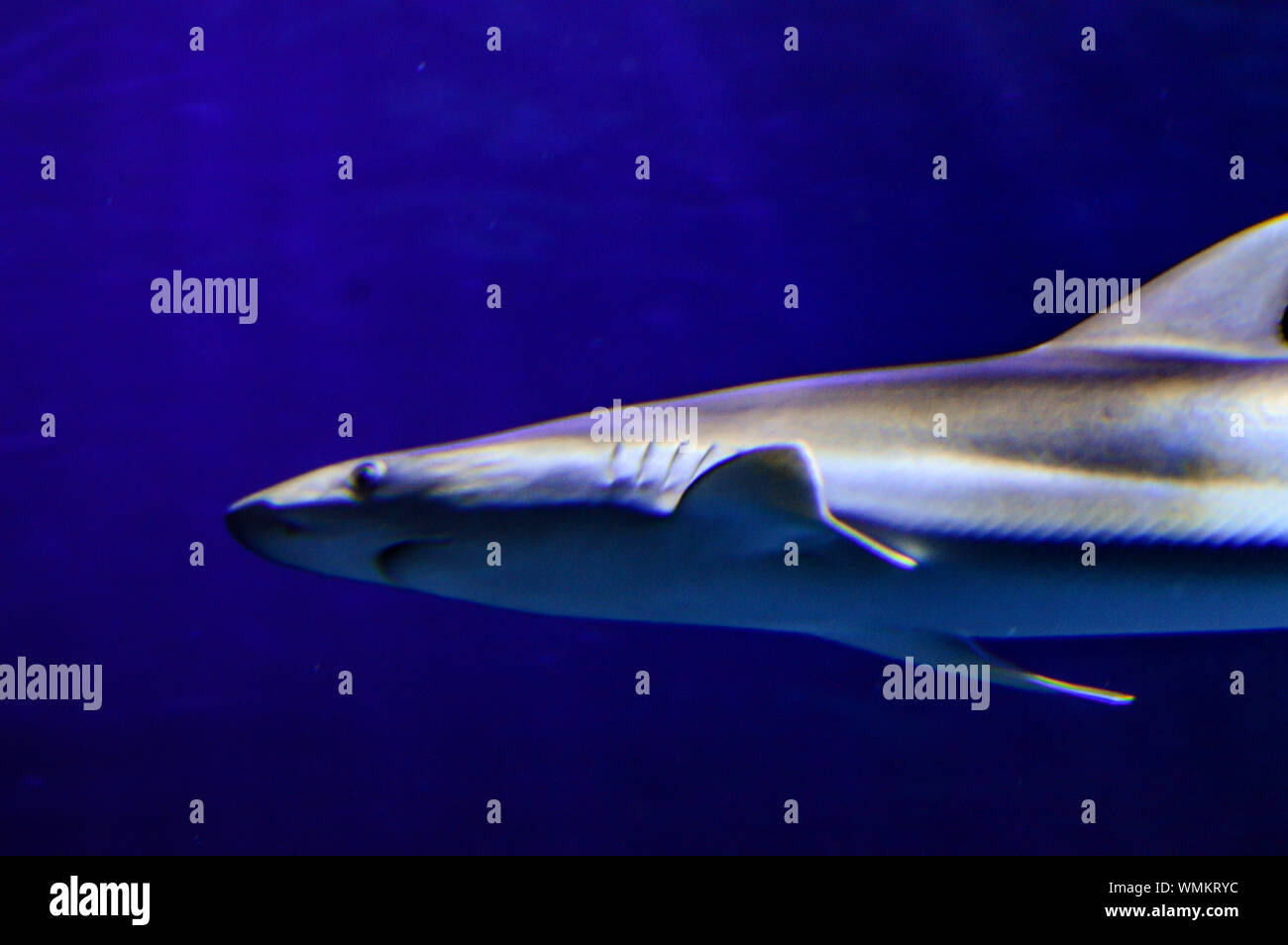 Schwarzspitzenriff hai -Fotos und -Bildmaterial in hoher Auflösung – Alamy