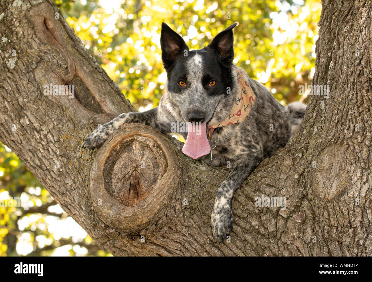 Hund auf baum -Fotos und -Bildmaterial in hoher Auflösung – Alamy