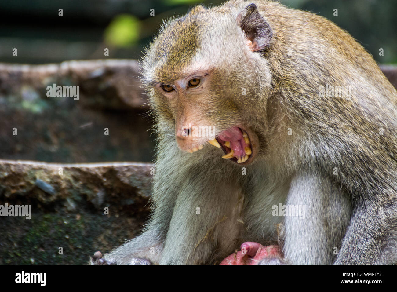 Affe mit offenem mund -Fotos und -Bildmaterial in hoher Auflösung – Alamy Affe mit offenem mund -Fotos und -Bildmaterial in hoher Auflösung – Alamy
