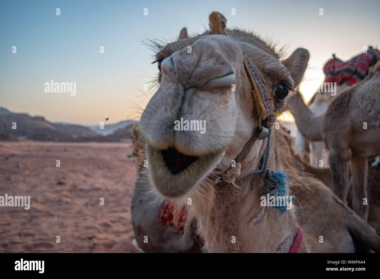 Camel tooth teeth camels -Fotos und -Bildmaterial in hoher Auflösung ...