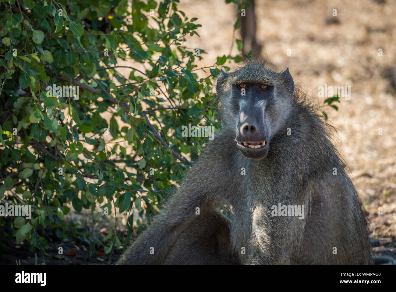 Gehender affe -Fotos und -Bildmaterial in hoher Auflösung – Alamy