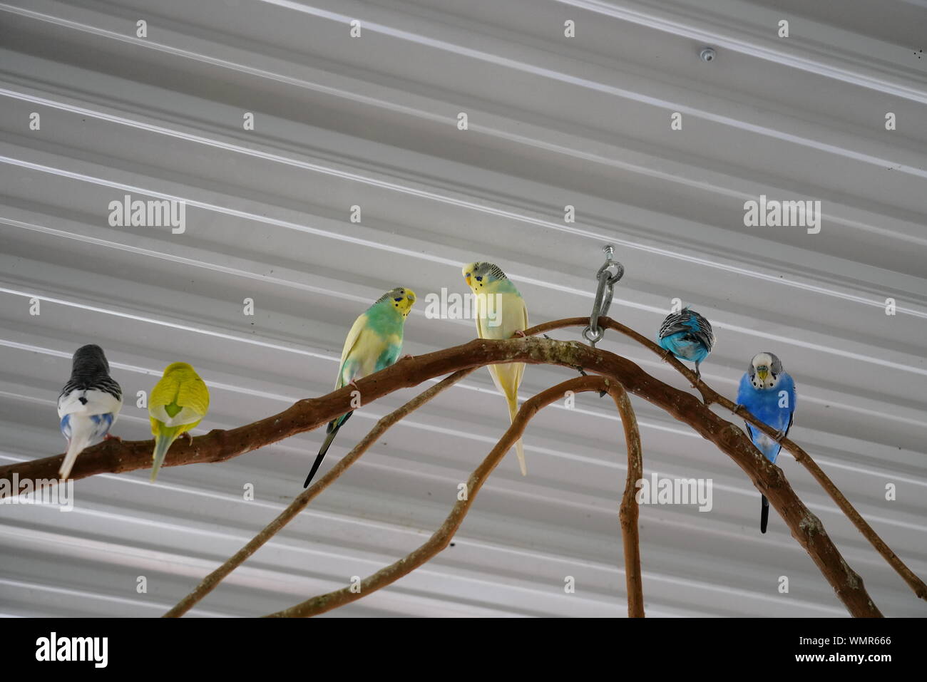 Sittich, Vogel, Papagei, Tier, Natur, Tierwelt, Schnabel, tropischen ...