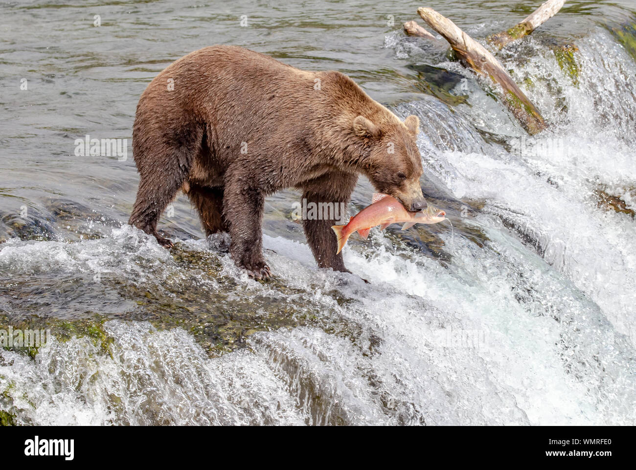 Grizzly Bär fängt Lachs an Wasserfall Stockfotografie - Alamy