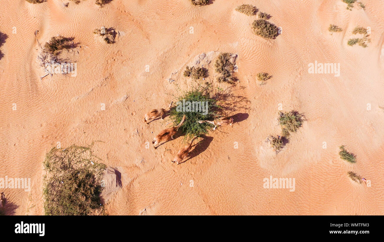 Dune plants -Fotos und -Bildmaterial in hoher Auflösung – Alamy