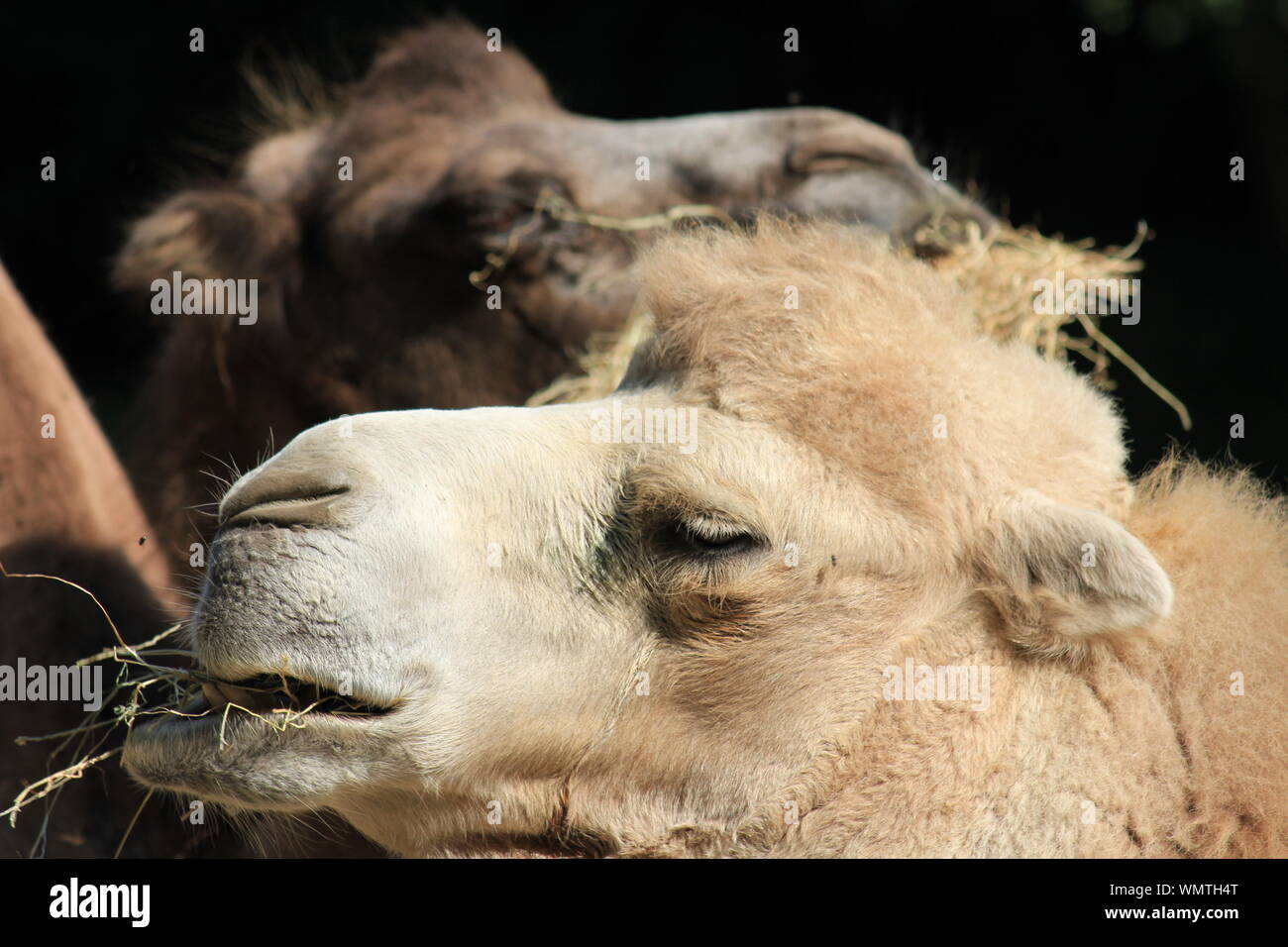 Kamel zunge -Fotos und -Bildmaterial in hoher Auflösung – Alamy