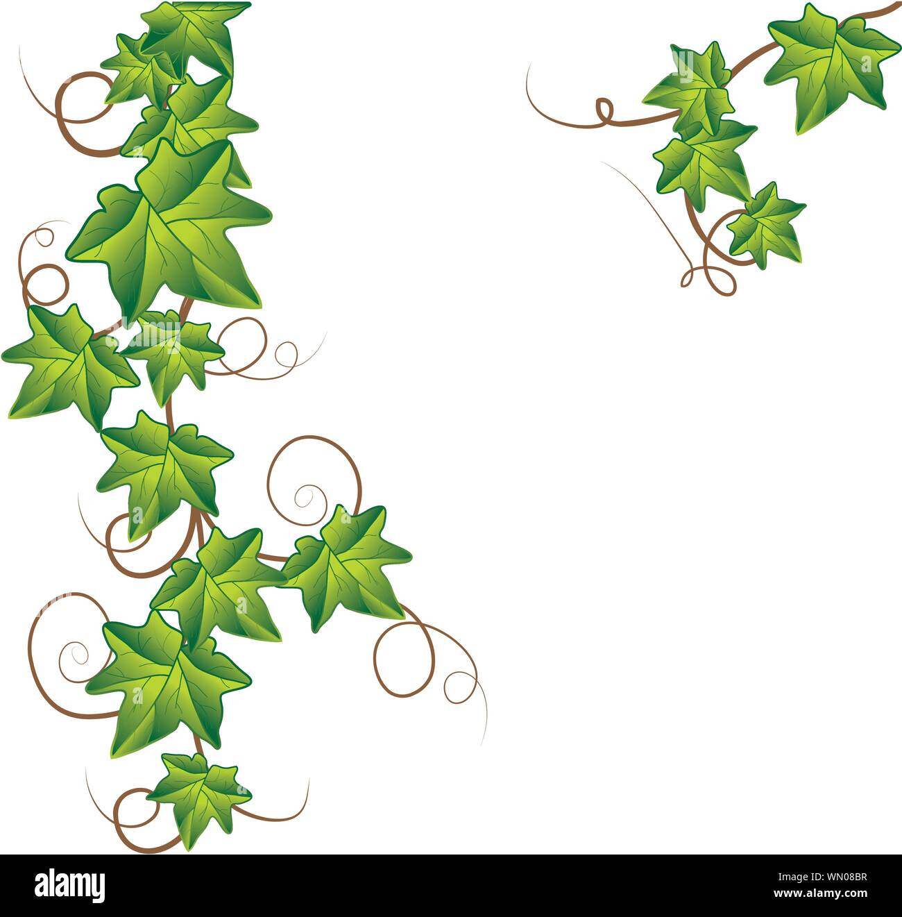 Botanische illustration efeu -Fotos und -Bildmaterial in hoher ...