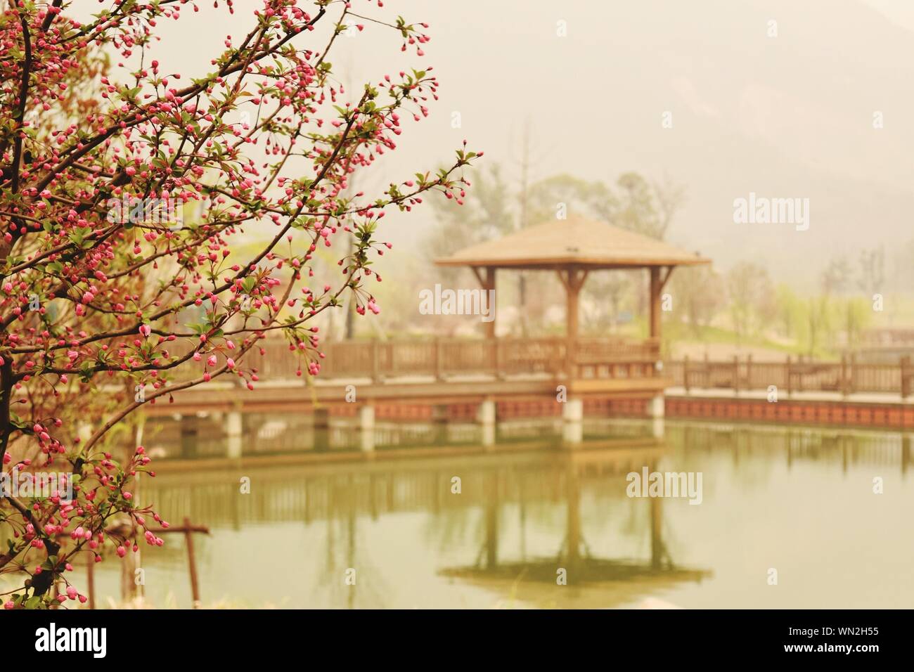 See blumen Stockfotos und -bilder Kaufen - Alamy