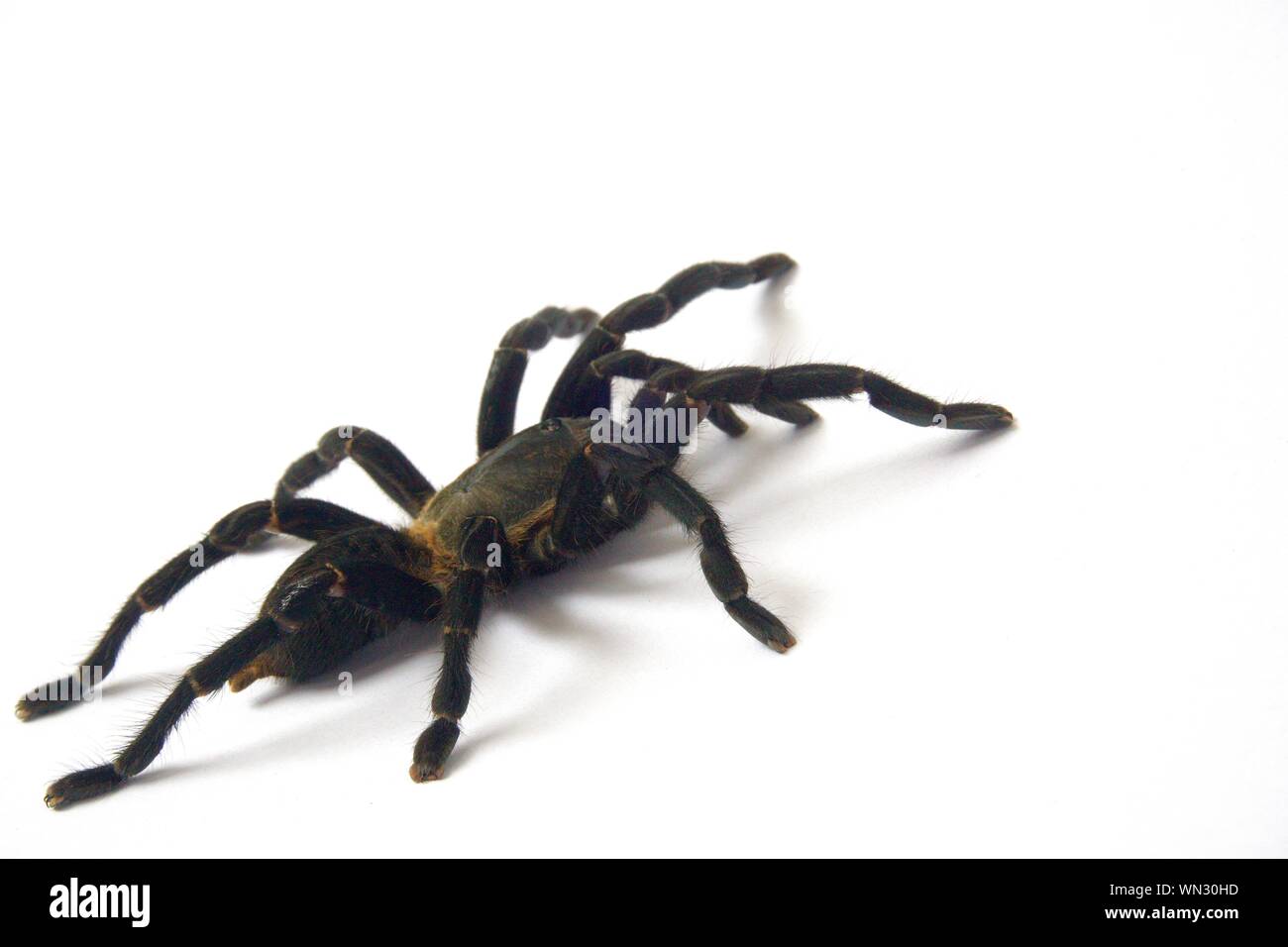 Tarantula attack -Fotos und -Bildmaterial in hoher Auflösung – Alamy