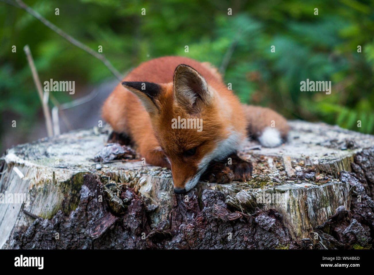 Fuchs Rotfuchs Tier Im Wald Sitzen Stockfotos und -bilder Kaufen - Alamy