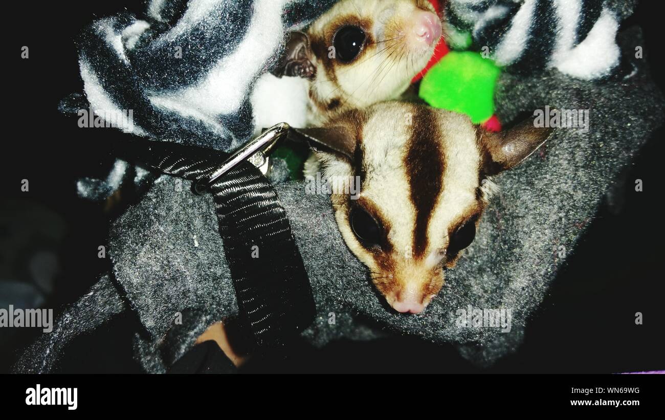 Baby tiere -Fotos und -Bildmaterial in hoher Auflösung – Alamy