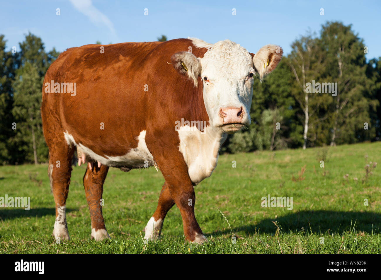 Braune kuh im feld -Fotos und -Bildmaterial in hoher Auflösung – Alamy