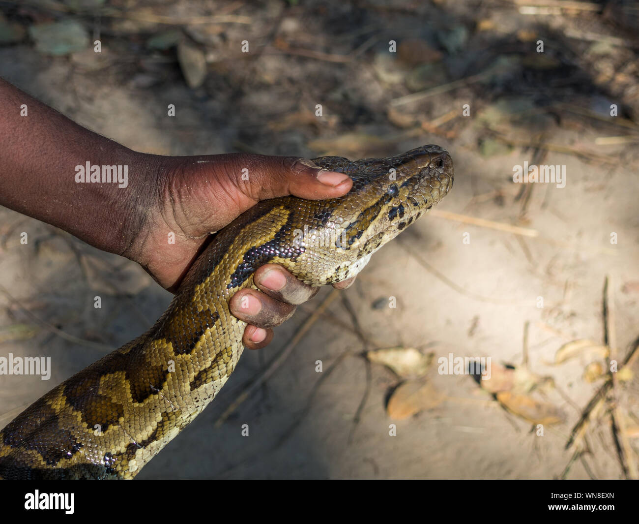 Python sebae -Fotos und -Bildmaterial in hoher Auflösung – Alamy