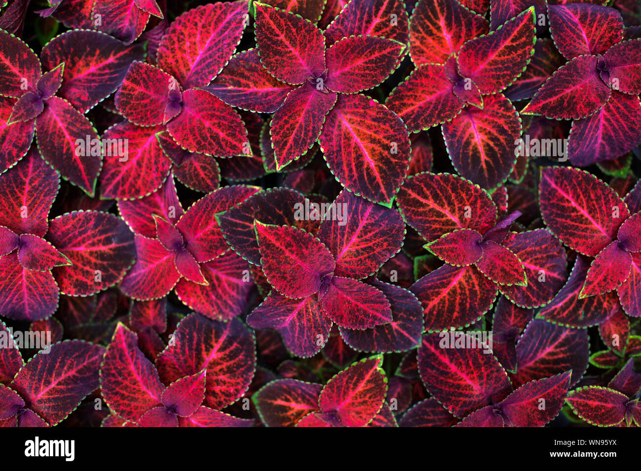 Dunkelviolette coleus -Fotos und -Bildmaterial in hoher Auflösung – Alamy