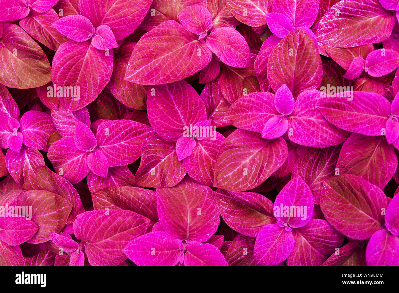 Pflanze Rosa Blatter