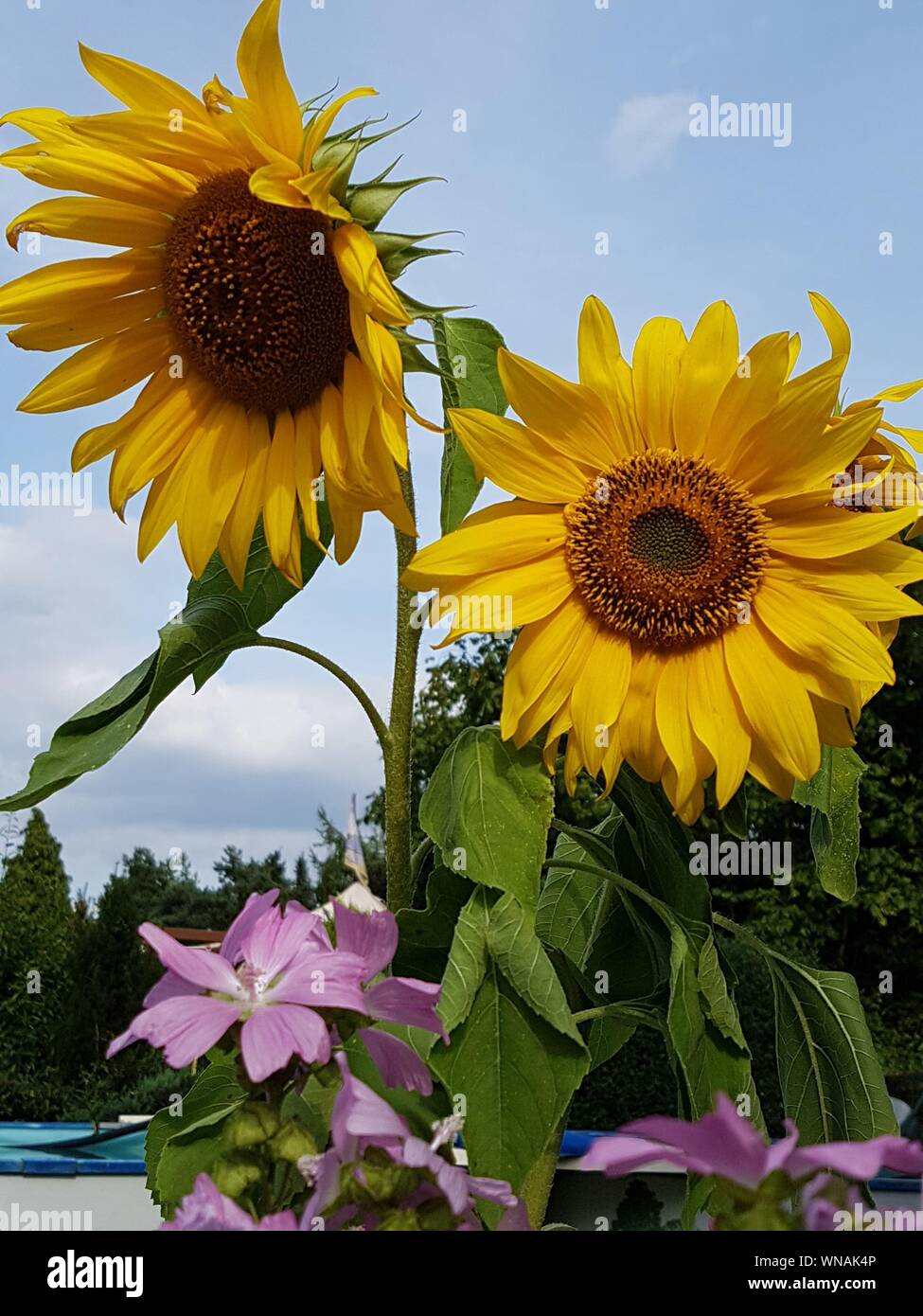 Feld voller sonnenblumen im sommer in deutschland -Fotos und ...
