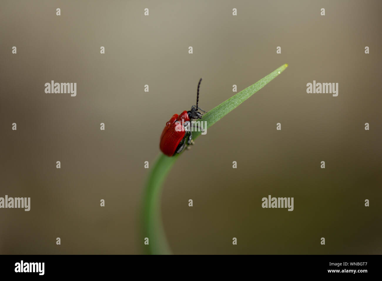 Rote Wanze Stockfotos und -bilder Kaufen - Alamy