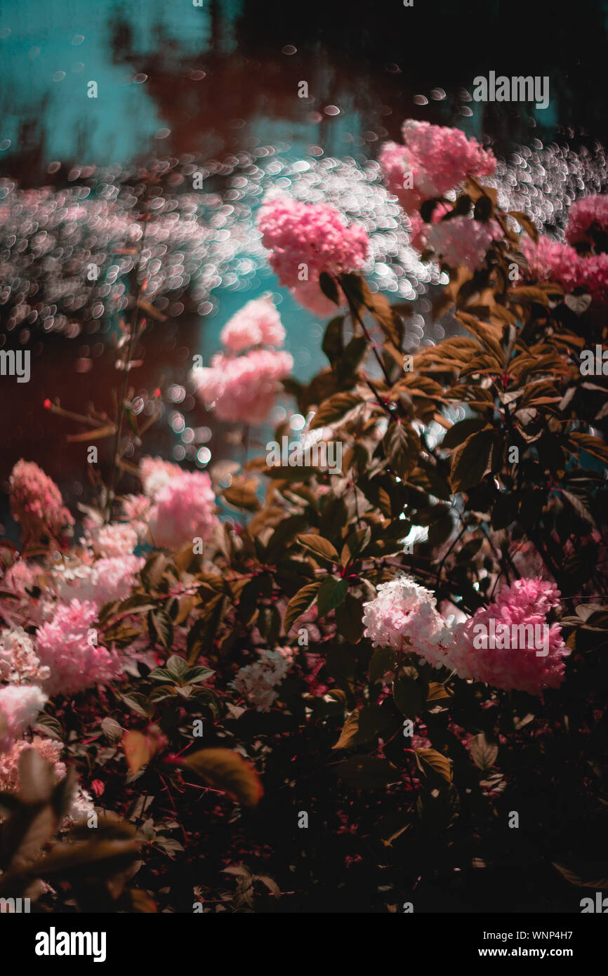 Lebendige, farbenfrohe und künstlerischen Szene mit rosa und weißen ...