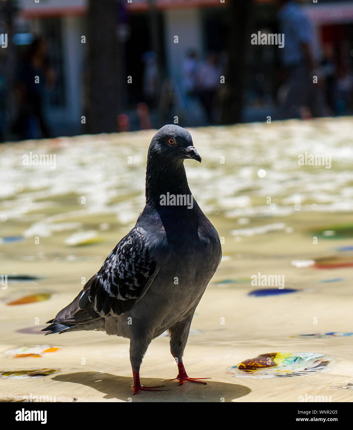 Taube in ornamentalen pool Nahaufnahmen. graue Taube taube Details ...