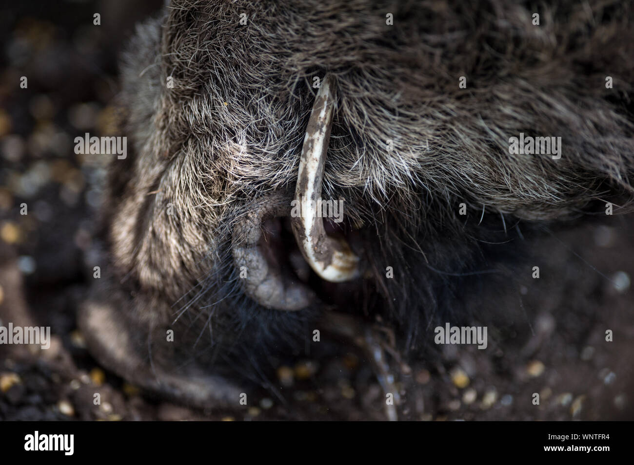 Schweine zähne -Fotos und -Bildmaterial in hoher Auflösung – Alamy