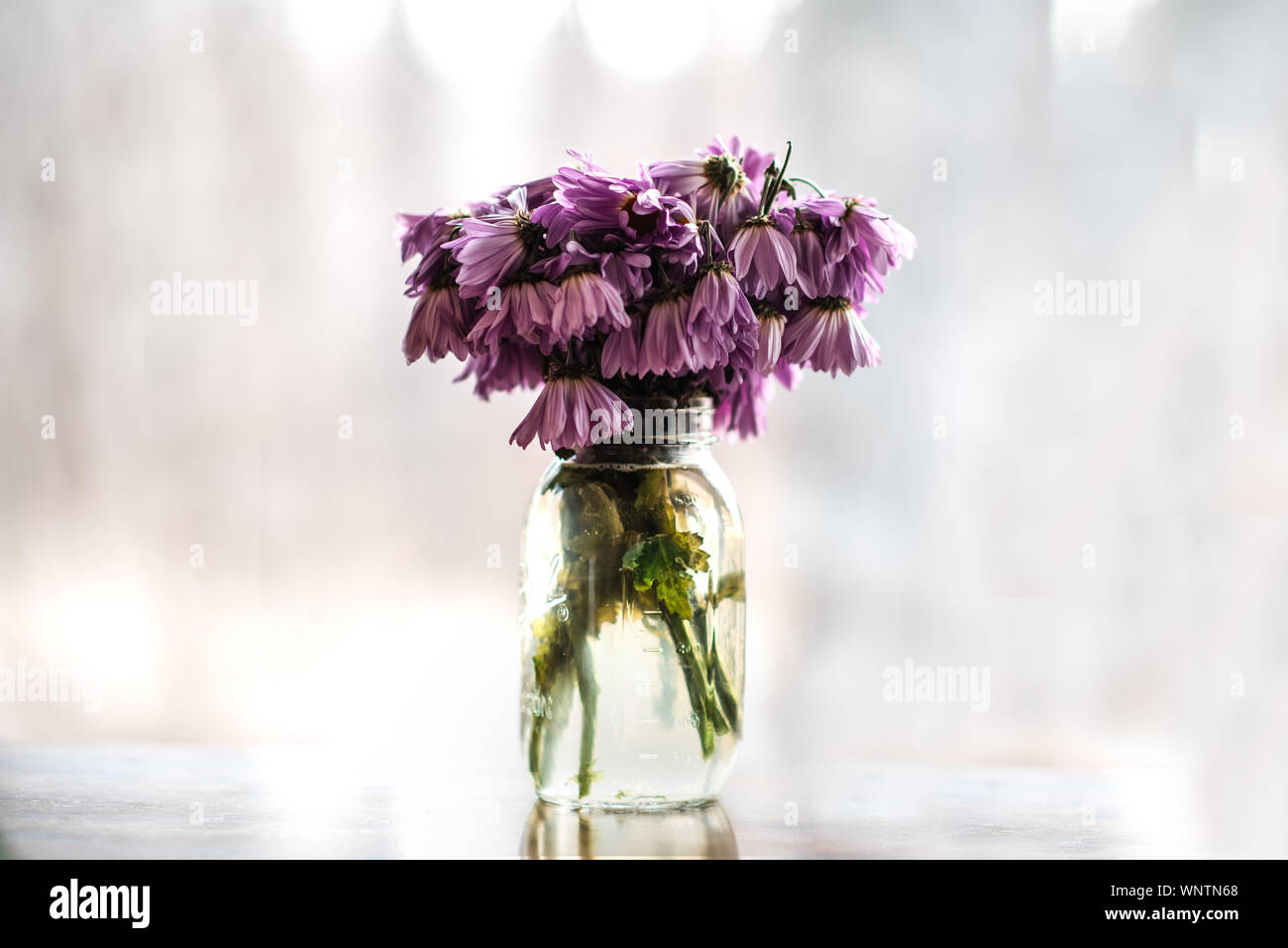 Welkende blumen -Fotos und -Bildmaterial in hoher Auflösung – Alamy