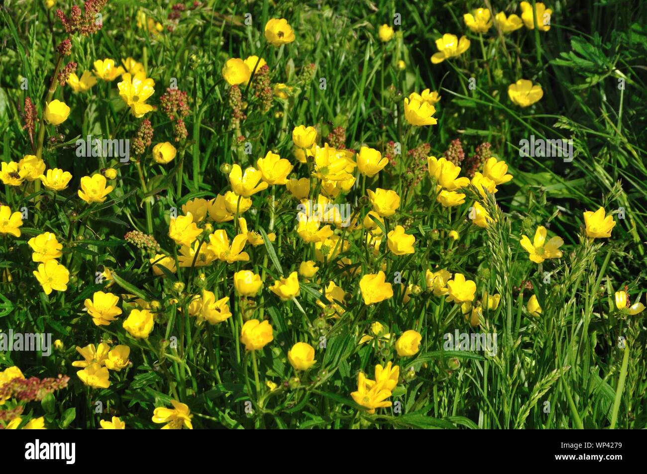 Scharfer Hahnenfuss Stockfotos und -bilder Kaufen - Alamy