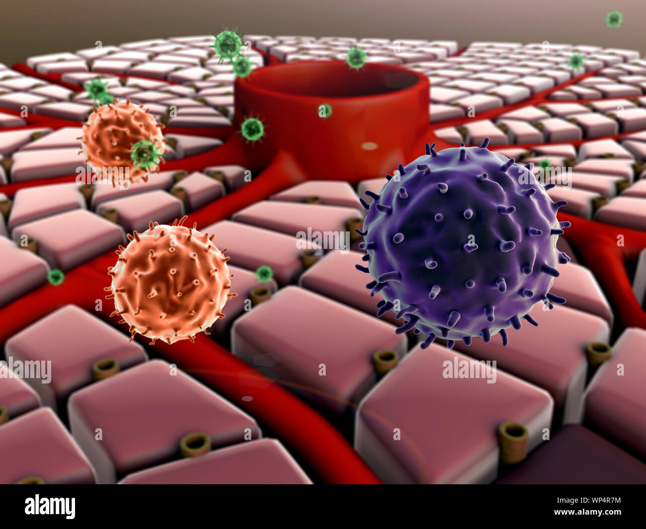 Human liver cell micrograph -Fotos und -Bildmaterial in hoher Auflösung ...