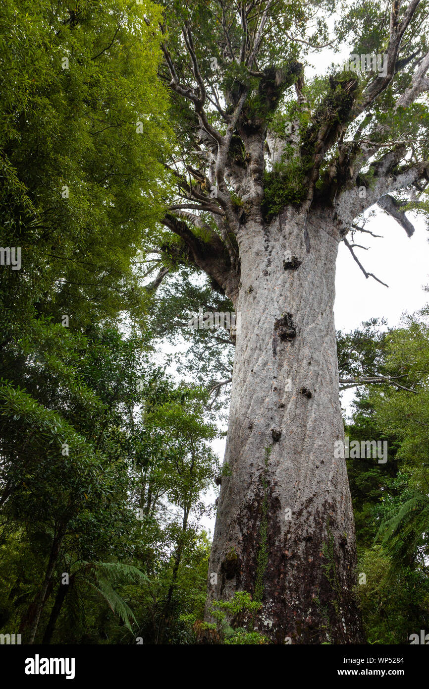 Tane Mahuta, auch als Herr des Waldes, ist ein riesiger KAURI Baum im ...