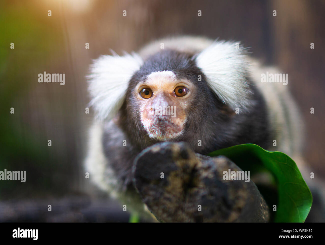 Niedlicher Schwarzer und Weißer Affe Stockfotos und -bilder Kaufen - Alamy