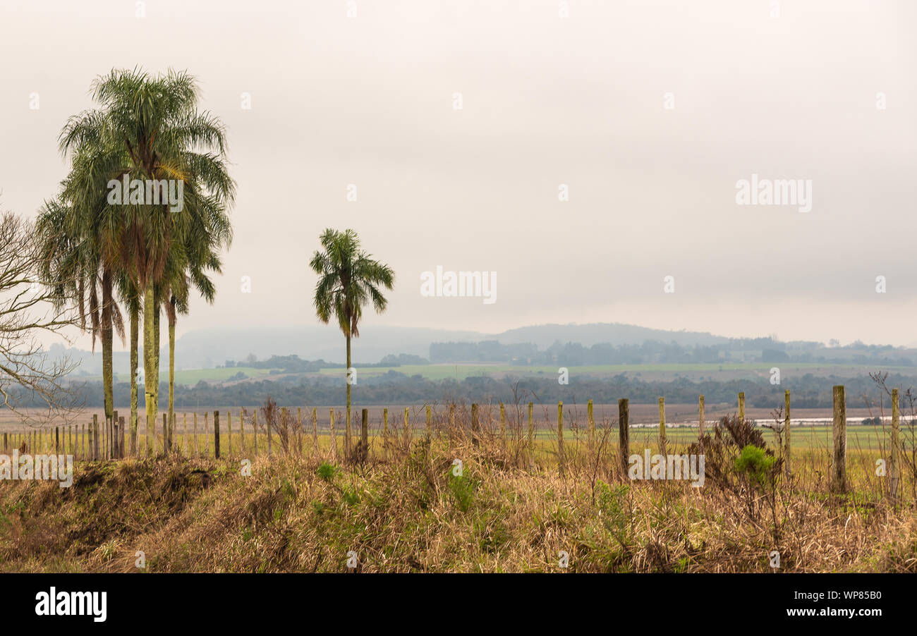 Syagrus Romanzoffiana Pflanzen und die Landschaft der Pampa biome ...