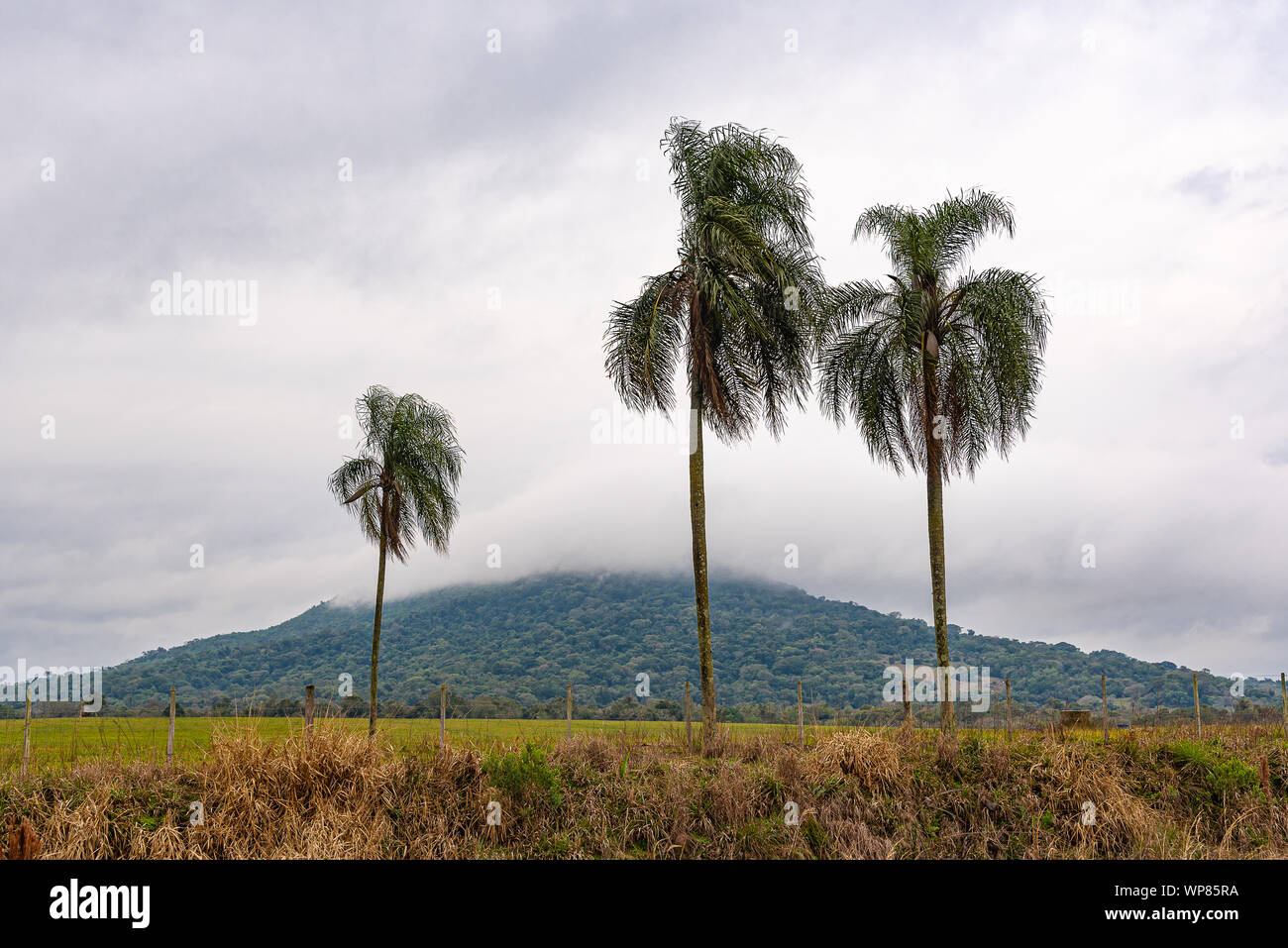Syagrus Syagrus Romanzoffiana Stockfotos und -bilder Kaufen - Alamy