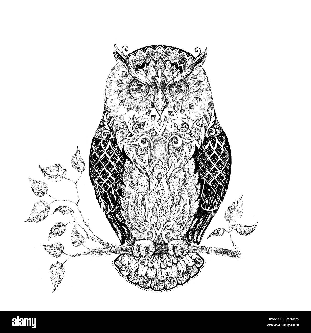 Eule skizze schwarz weiss Ausgeschnittene Stockfotos und -bilder - Alamy
