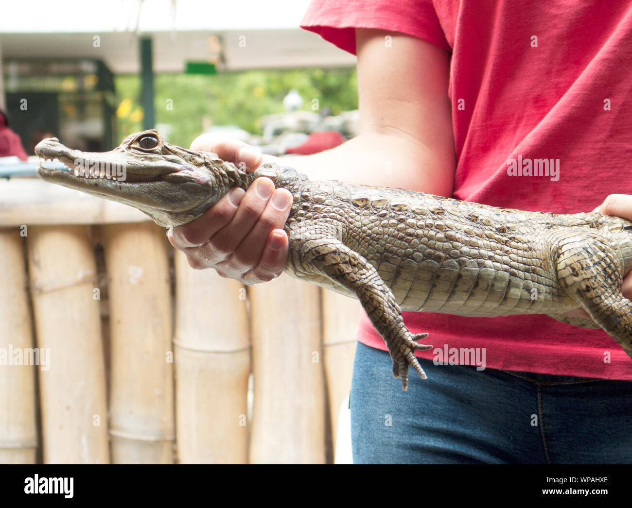Krokodil exemplar -Fotos und -Bildmaterial in hoher Auflösung – Alamy