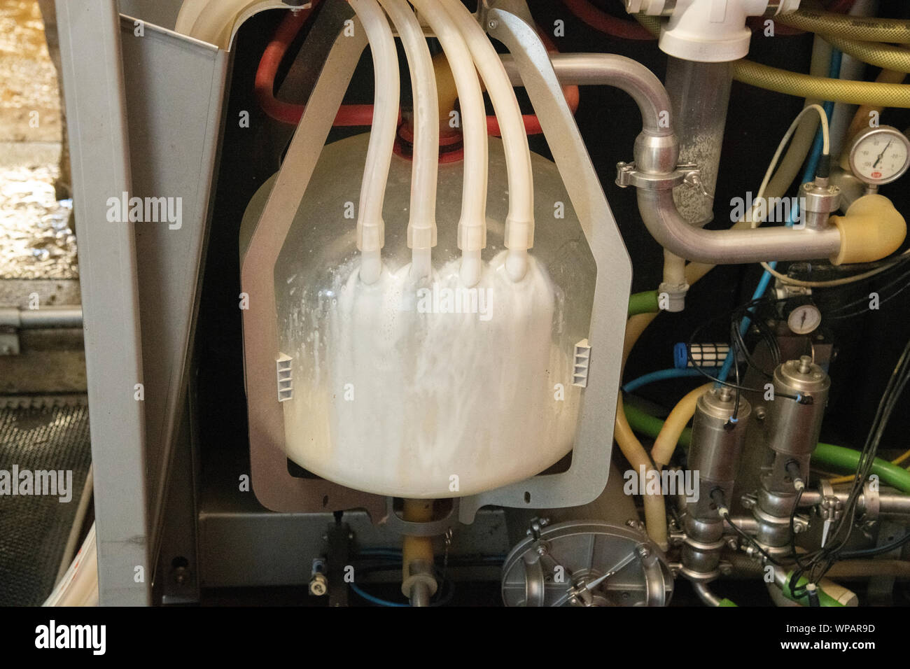 Melkerin beim melken -Fotos und -Bildmaterial in hoher Auflösung – Alamy