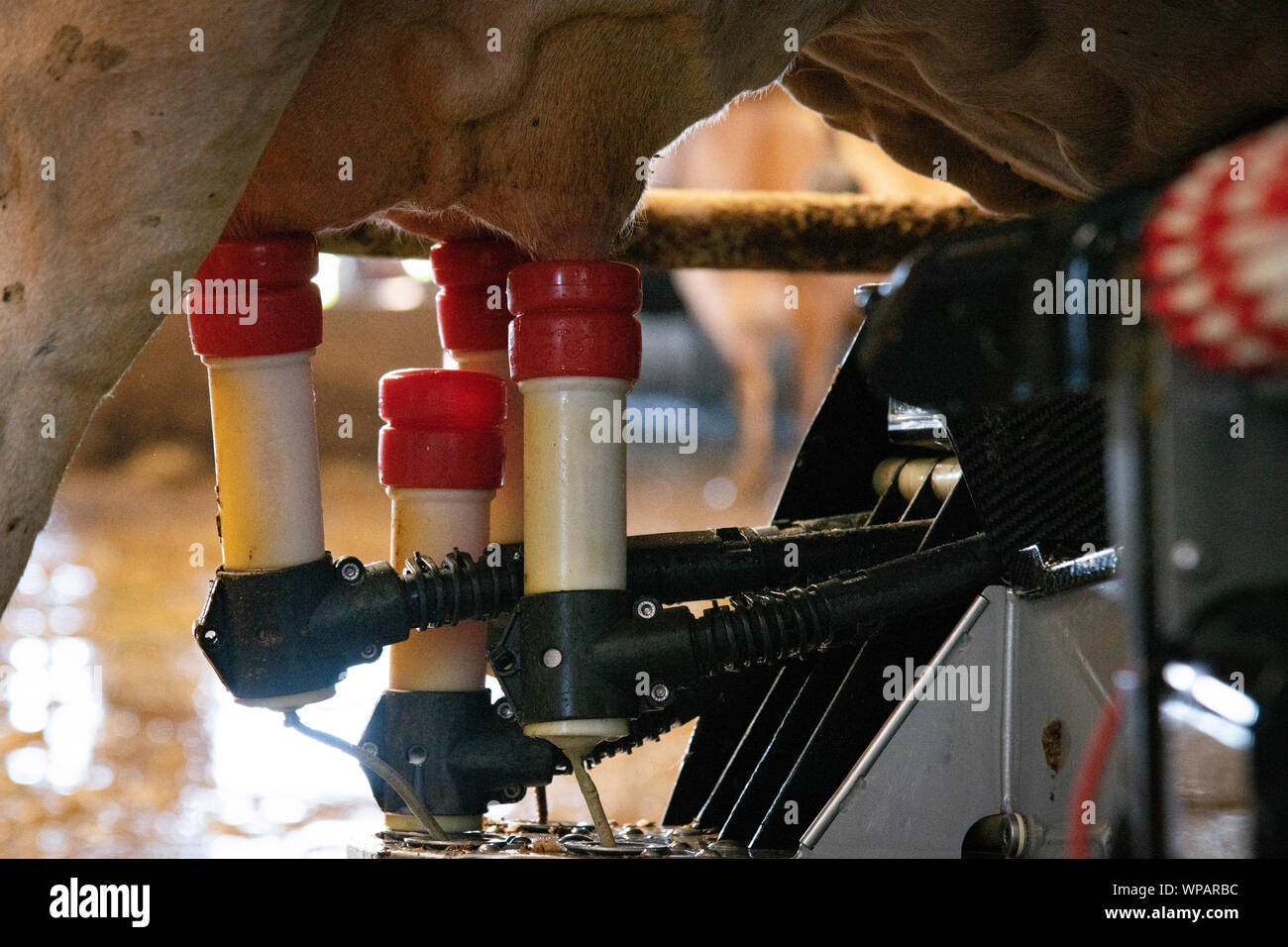 Melkerin beim melken -Fotos und -Bildmaterial in hoher Auflösung – Alamy