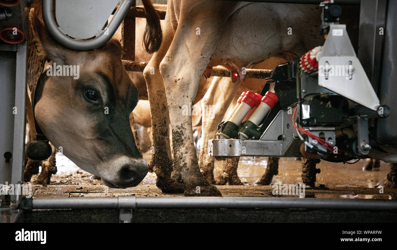 Melkerin beim melken -Fotos und -Bildmaterial in hoher Auflösung – Alamy