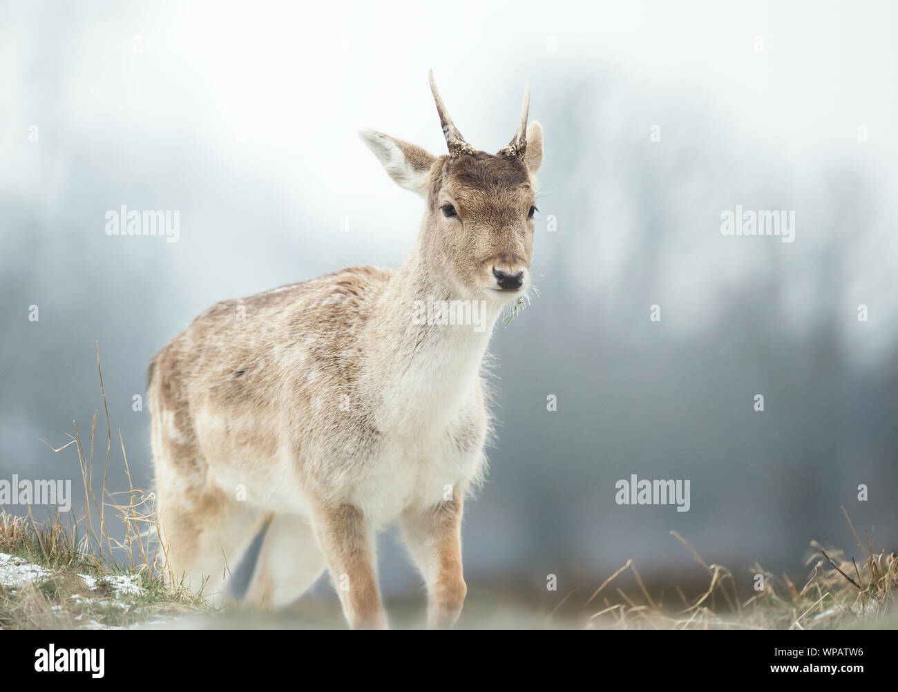 Damhirsch hirsch im schnee -Fotos und -Bildmaterial in hoher Auflösung ...