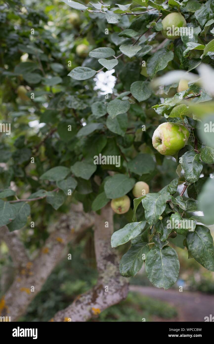 Cydonia oblonga - Quitte Obst auf einem Baum Anfang September ...