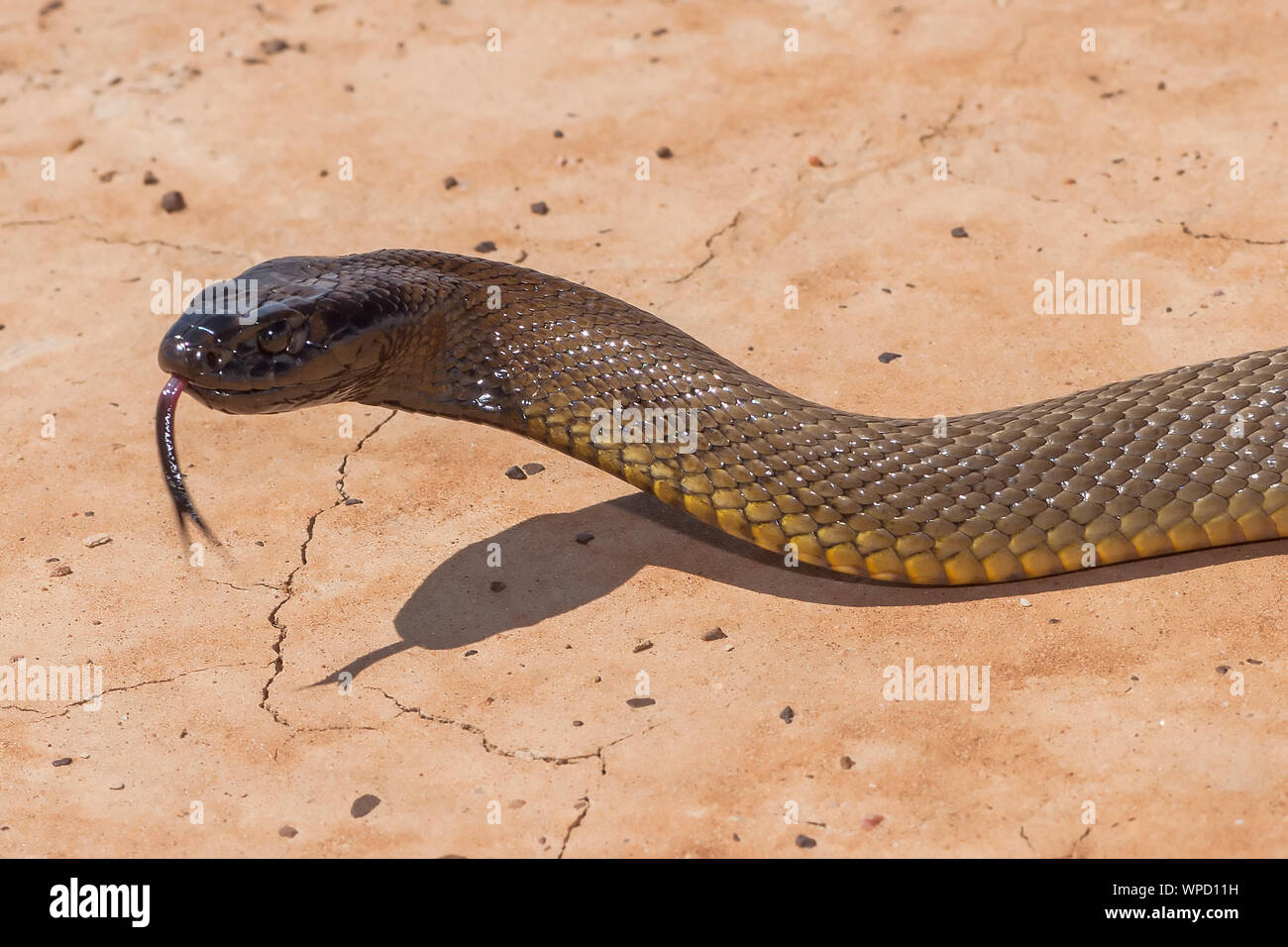 Der taipan -Fotos und -Bildmaterial in hoher Auflösung - Seite 2 - Alamy