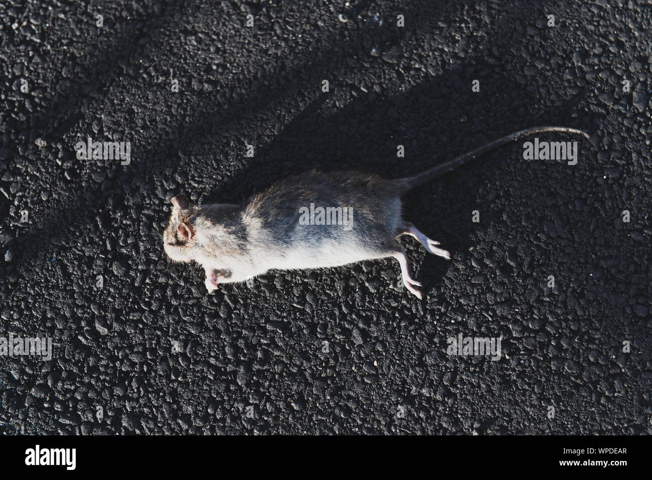 Dead rat poisoned -Fotos und -Bildmaterial in hoher Auflösung – Alamy