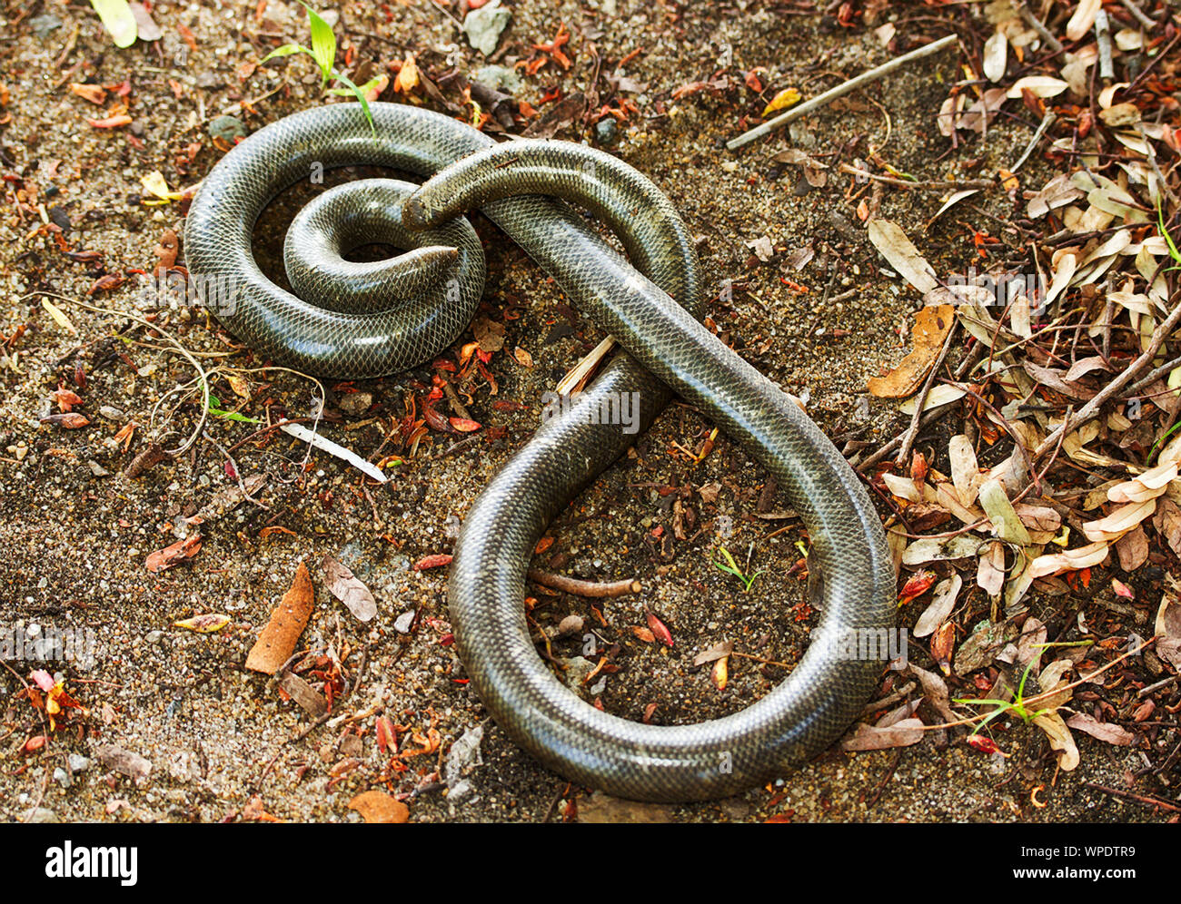 Lineolate blinde schlange -Fotos und -Bildmaterial in hoher Auflösung ...