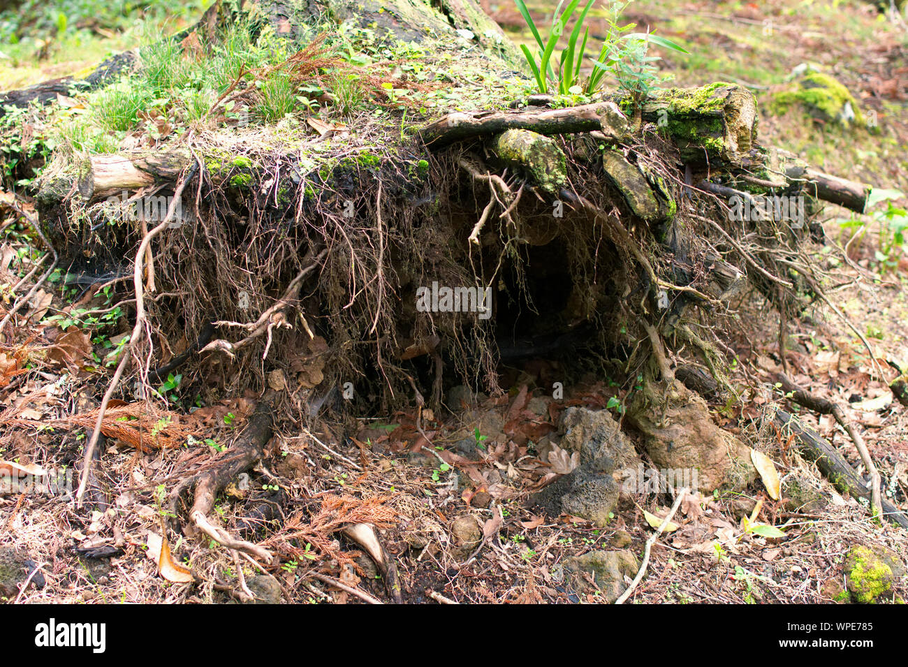 In der erde graben Stockfotos und -bilder Kaufen - Alamy