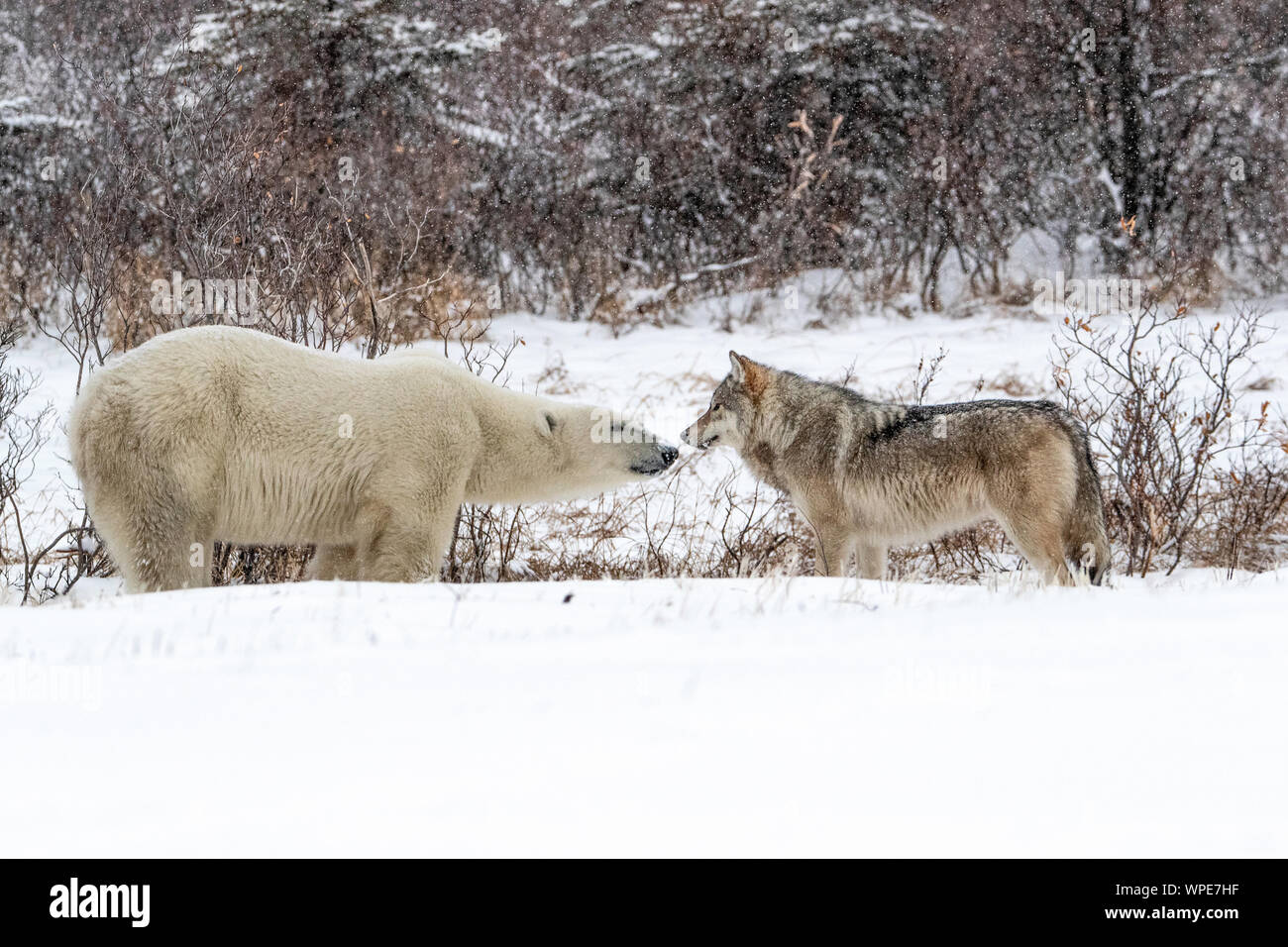Mackenzie tundra wolf -Fotos und -Bildmaterial in hoher Auflösung – Alamy