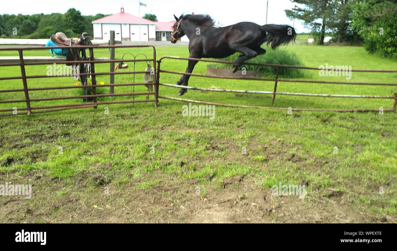 Schwarzes pferd springen -Fotos und -Bildmaterial in hoher Auflösung ...