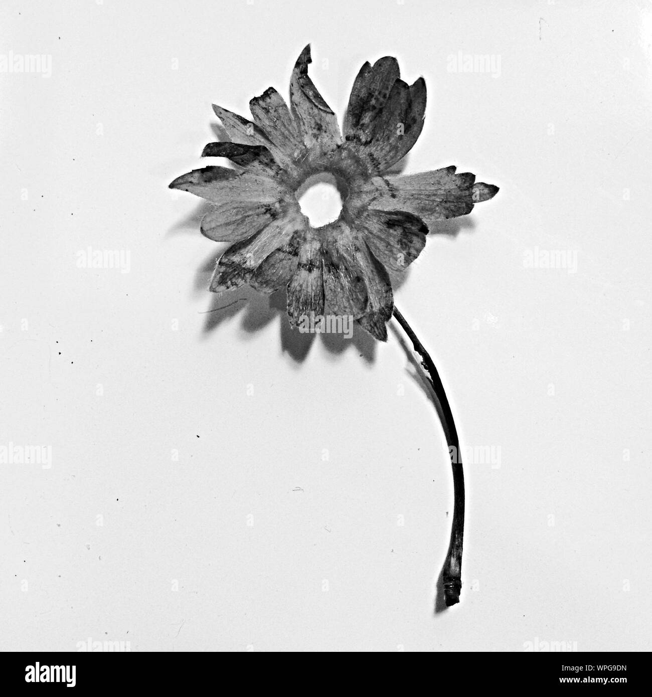 Blume des todes Schwarzweiß-Stockfotos und -bilder - Alamy