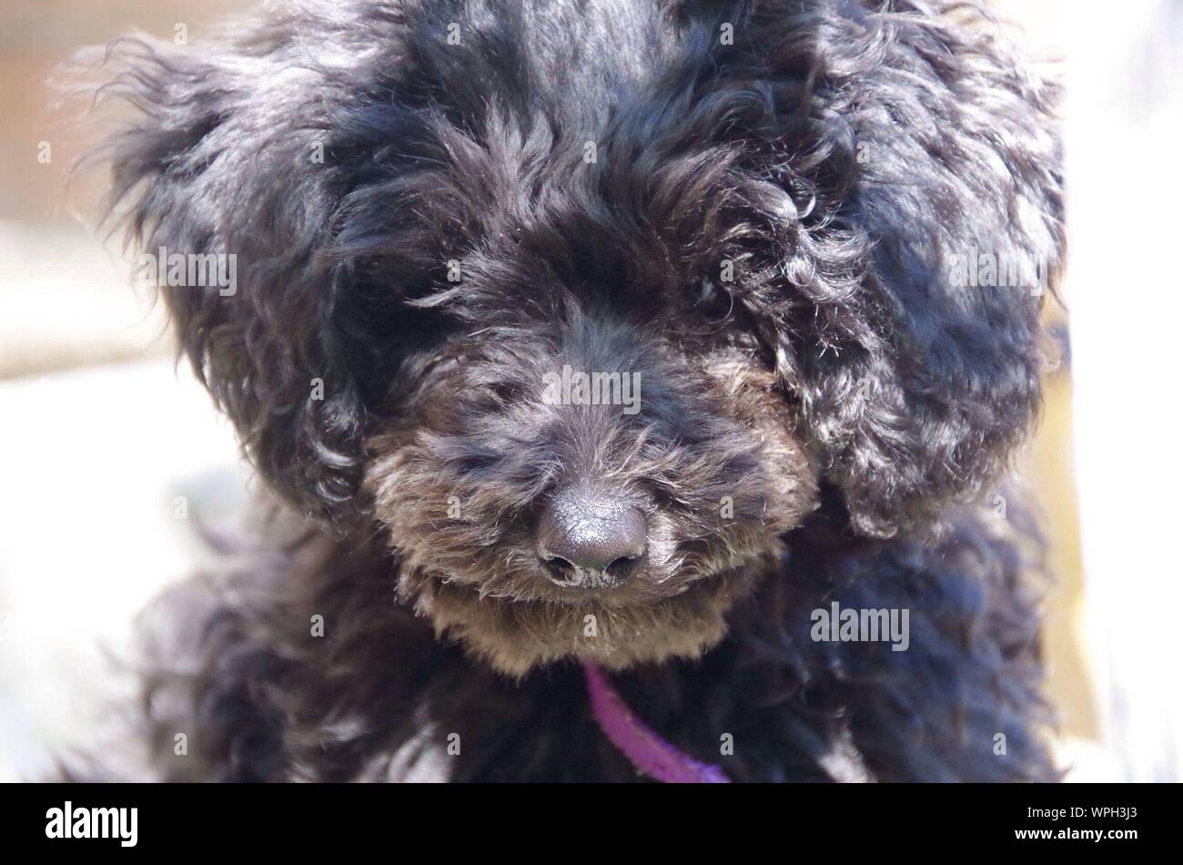 Black poodle -Fotos und -Bildmaterial in hoher Auflösung – Alamy