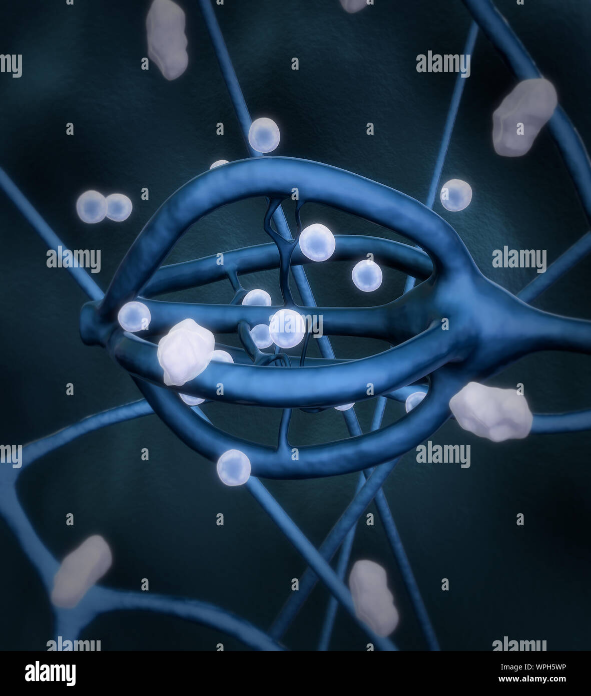 Nervenzellen und neuronalen Systems, aktive Nervenzellen im ...