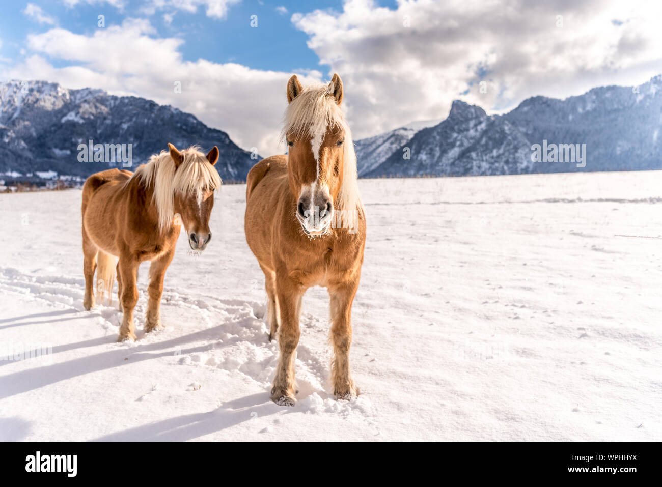 Islandpferde haflinger -Fotos und -Bildmaterial in hoher Auflösung – Alamy