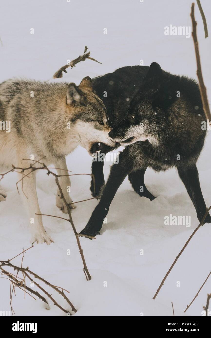 Angry wolf face -Fotos und -Bildmaterial in hoher Auflösung – Alamy